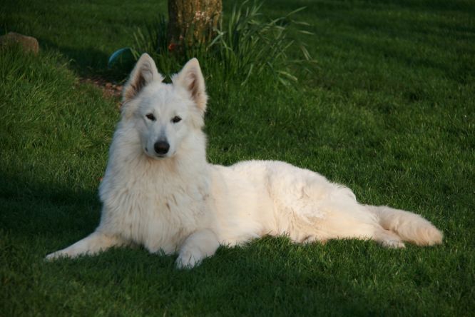 Association Française du Berger Blanc AFBB
